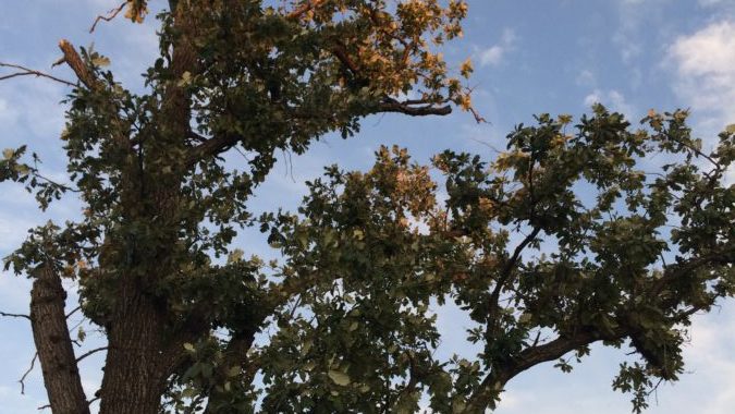 Paying Attention to the Heritage Tree near KFC